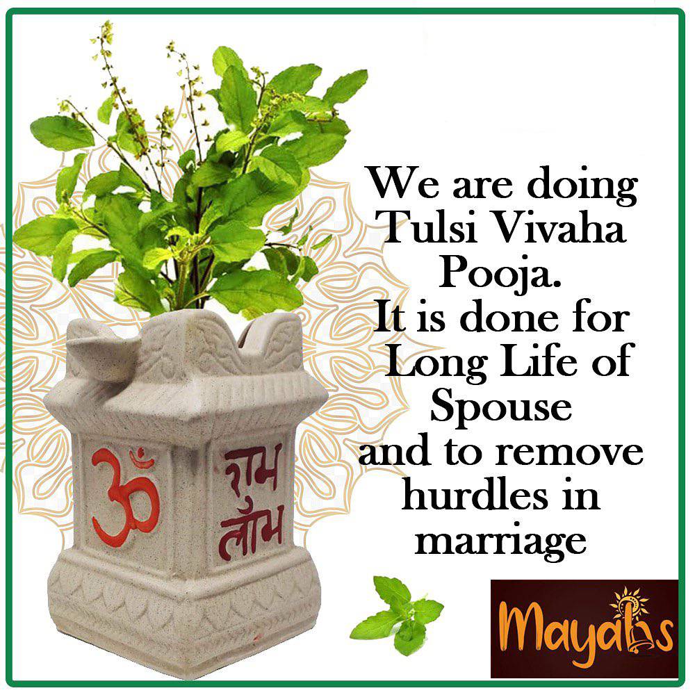 Tulsi Puja Quotes 71 Tulsi Pooja Stock Vectors And Vector Art